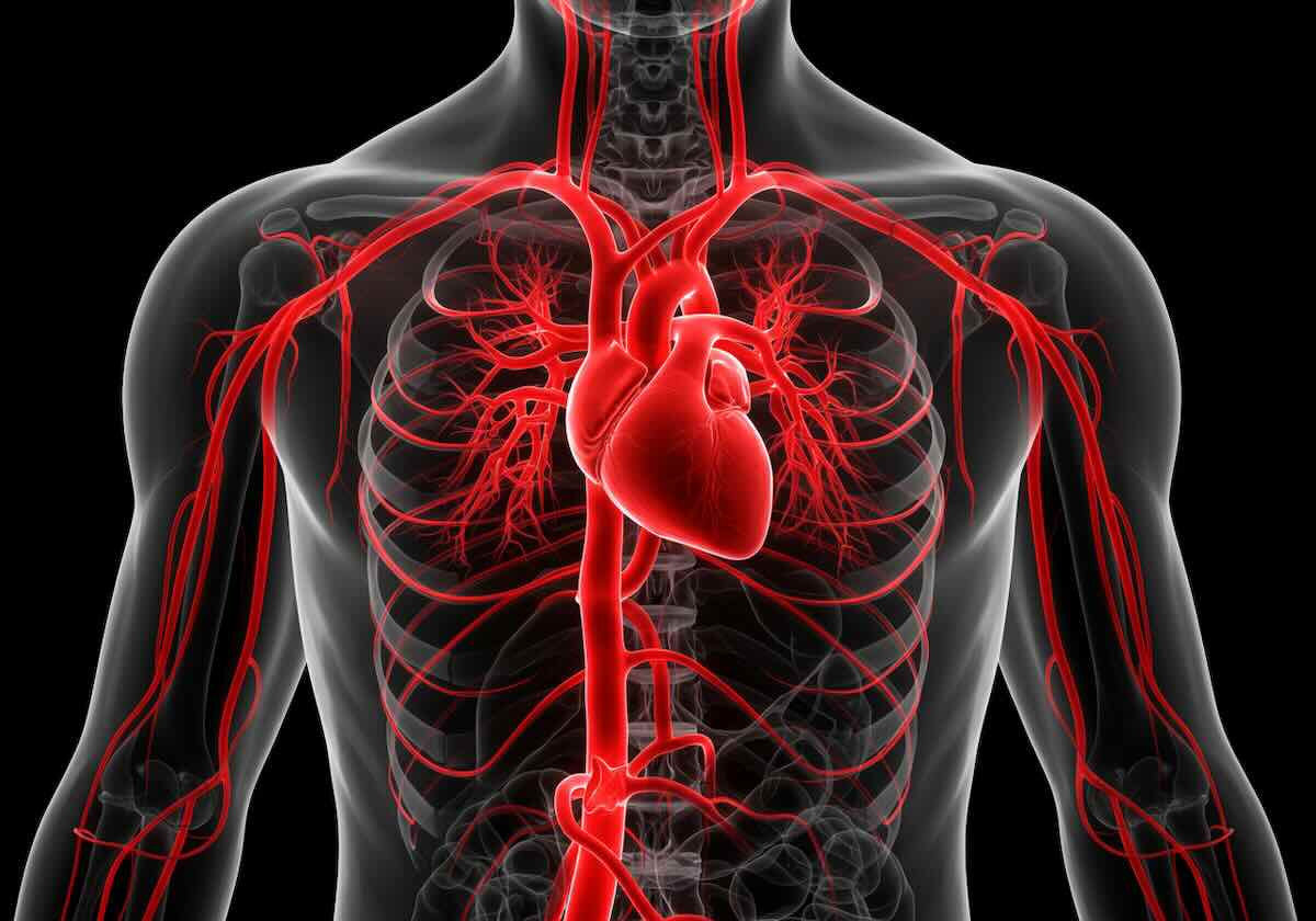How Does Drug Addiction Affect the Circulatory System? - Still Detox